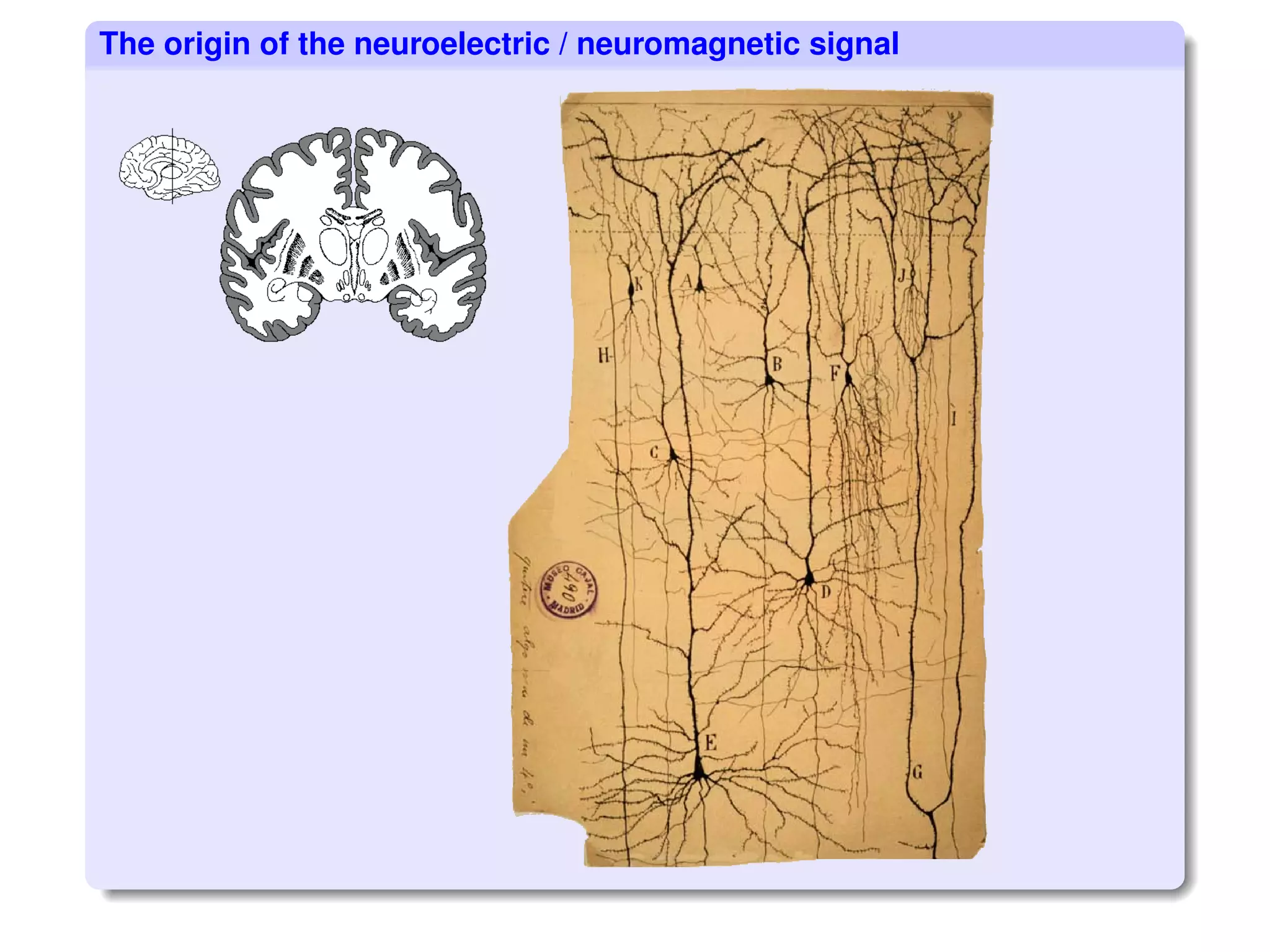 MEG recording of brain signals | PDF