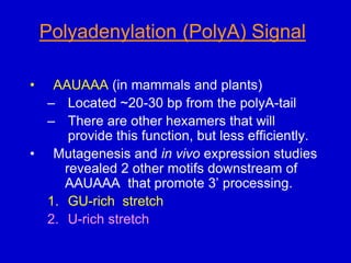 Mehanism of post Transcription -Cap PolyA kHZ.ppt