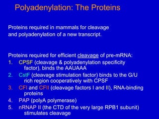 Mehanism of post Transcription -Cap PolyA kHZ.ppt