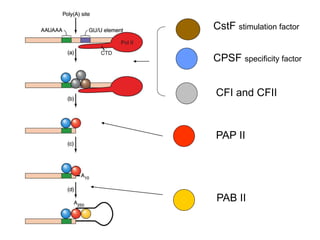 Mehanism of post Transcription -Cap PolyA kHZ.ppt