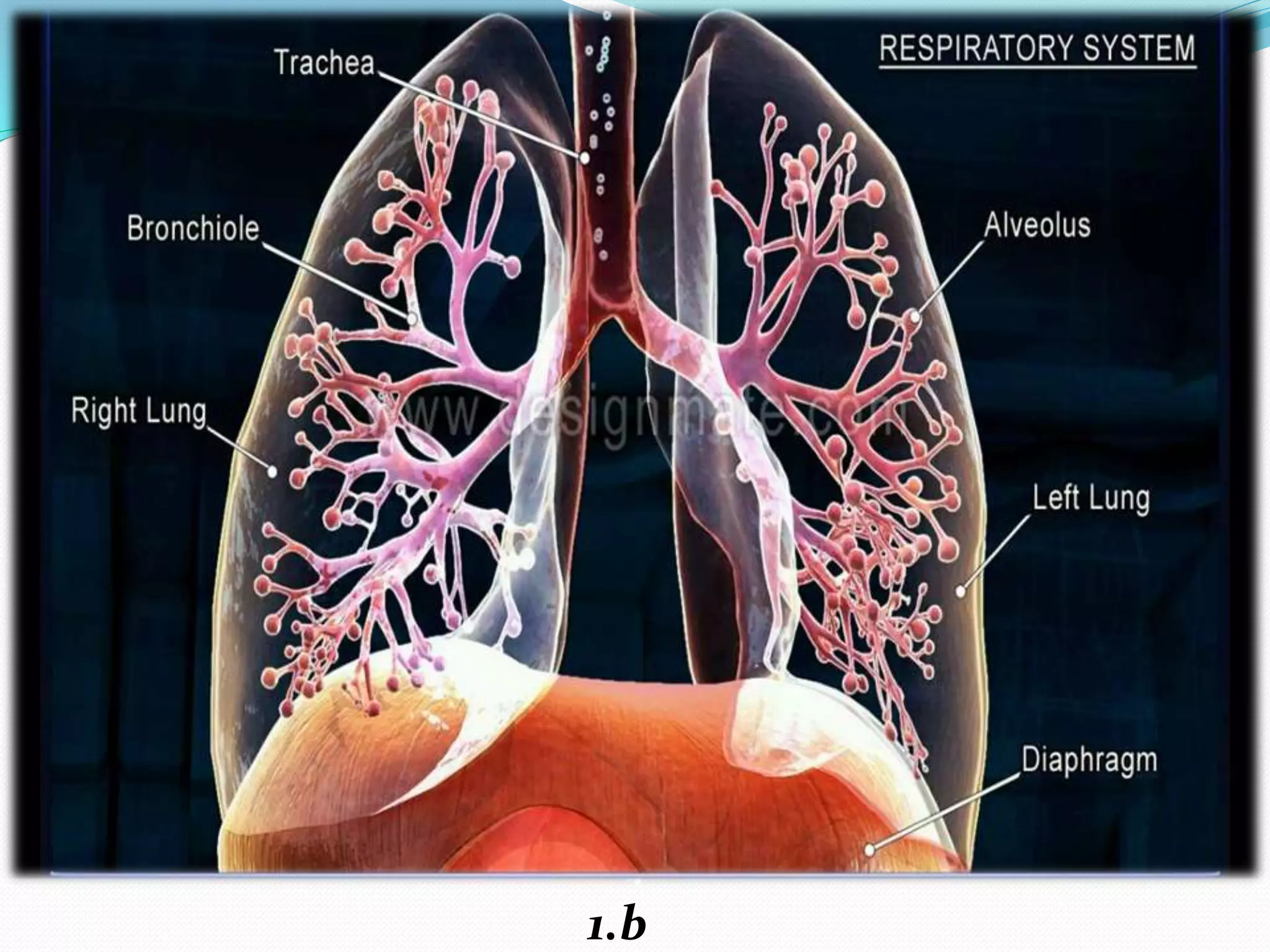 The human respiratory system | PPT
