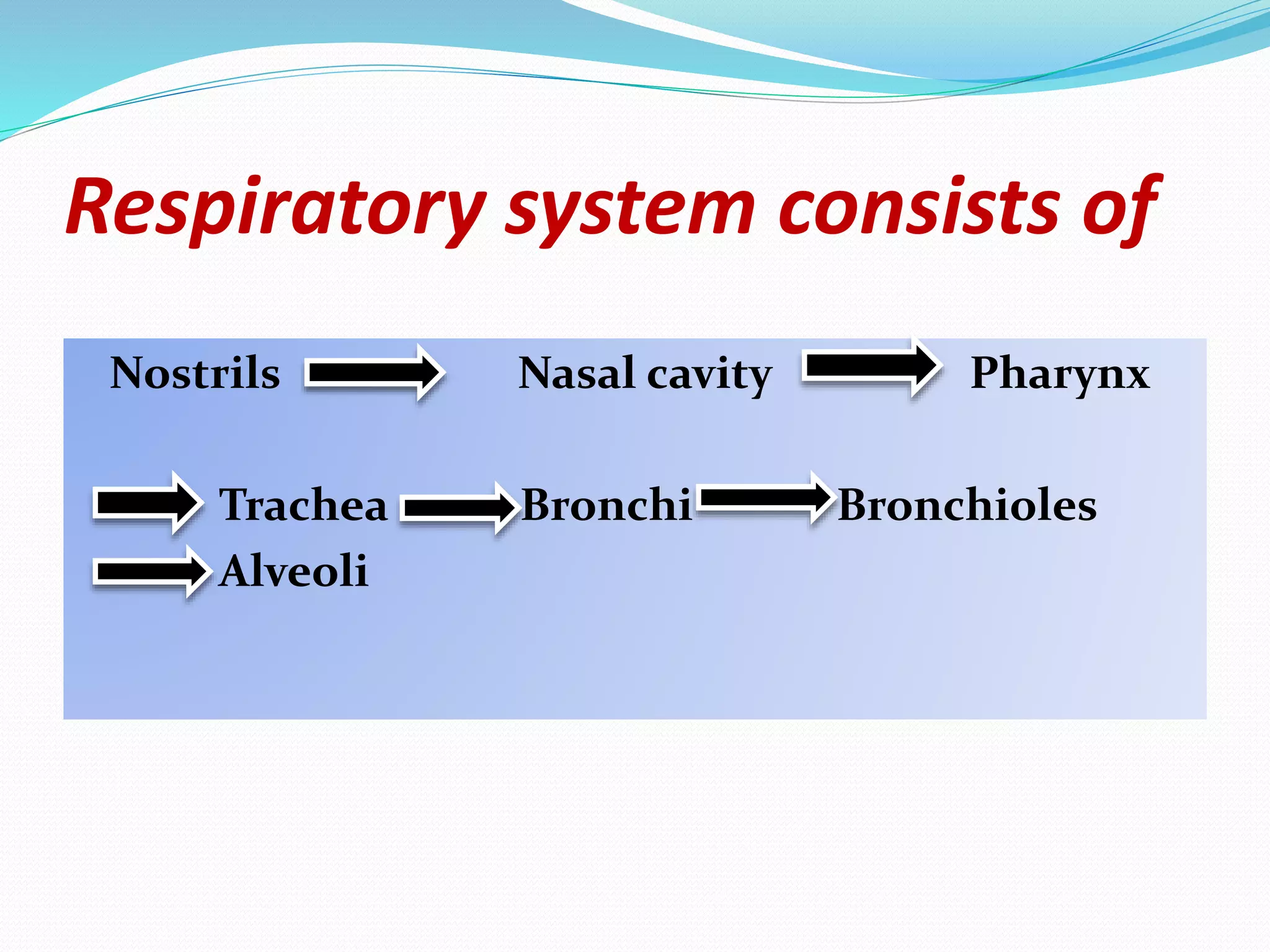 The human respiratory system | PPT