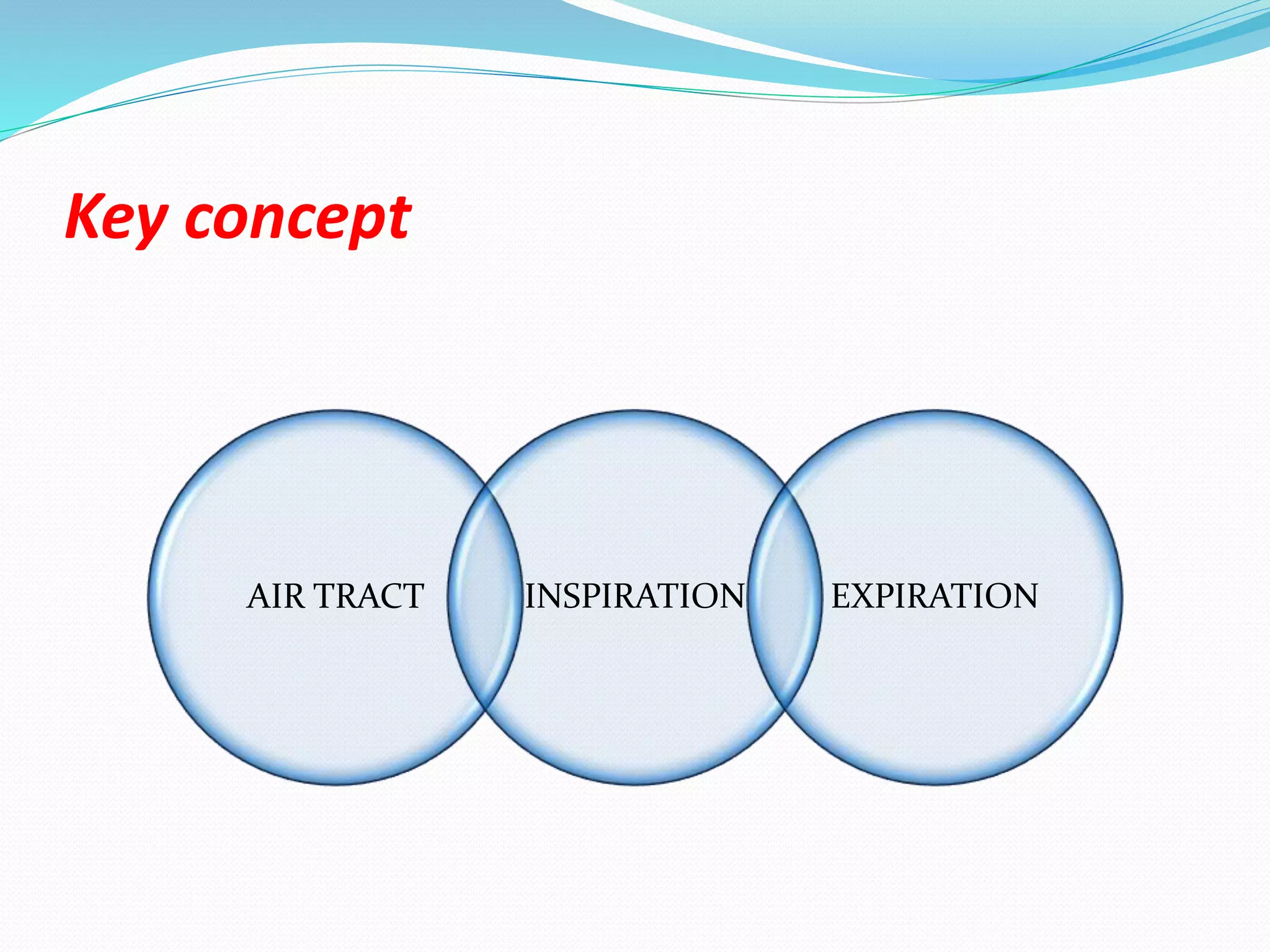 The human respiratory system | PPT