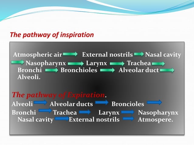 The human respiratory system | PPT