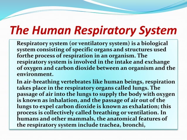 The human respiratory system | PPT