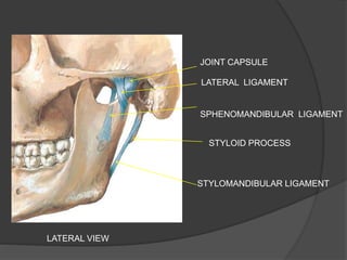Sphenomandibular Ligament Cadaver