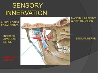 Sphenomandibular Ligament And Inferior Alveolar Nerve