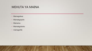 Mehuta ya maina | PPTX