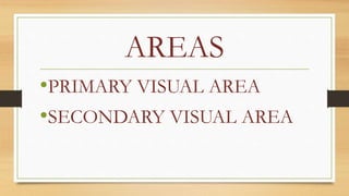 Occipital Lobe | PPTX