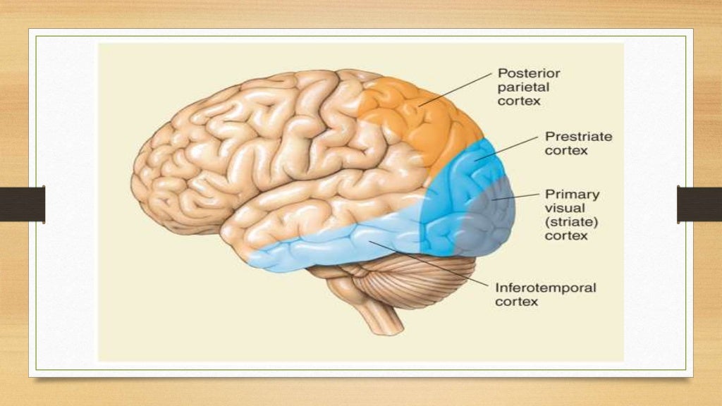 The Occipital Lobe Occipital Lobe Occipital Visual P - vrogue.co The Occipital Lobe Occipital Lobe Occipital Visual P - vrogue.co