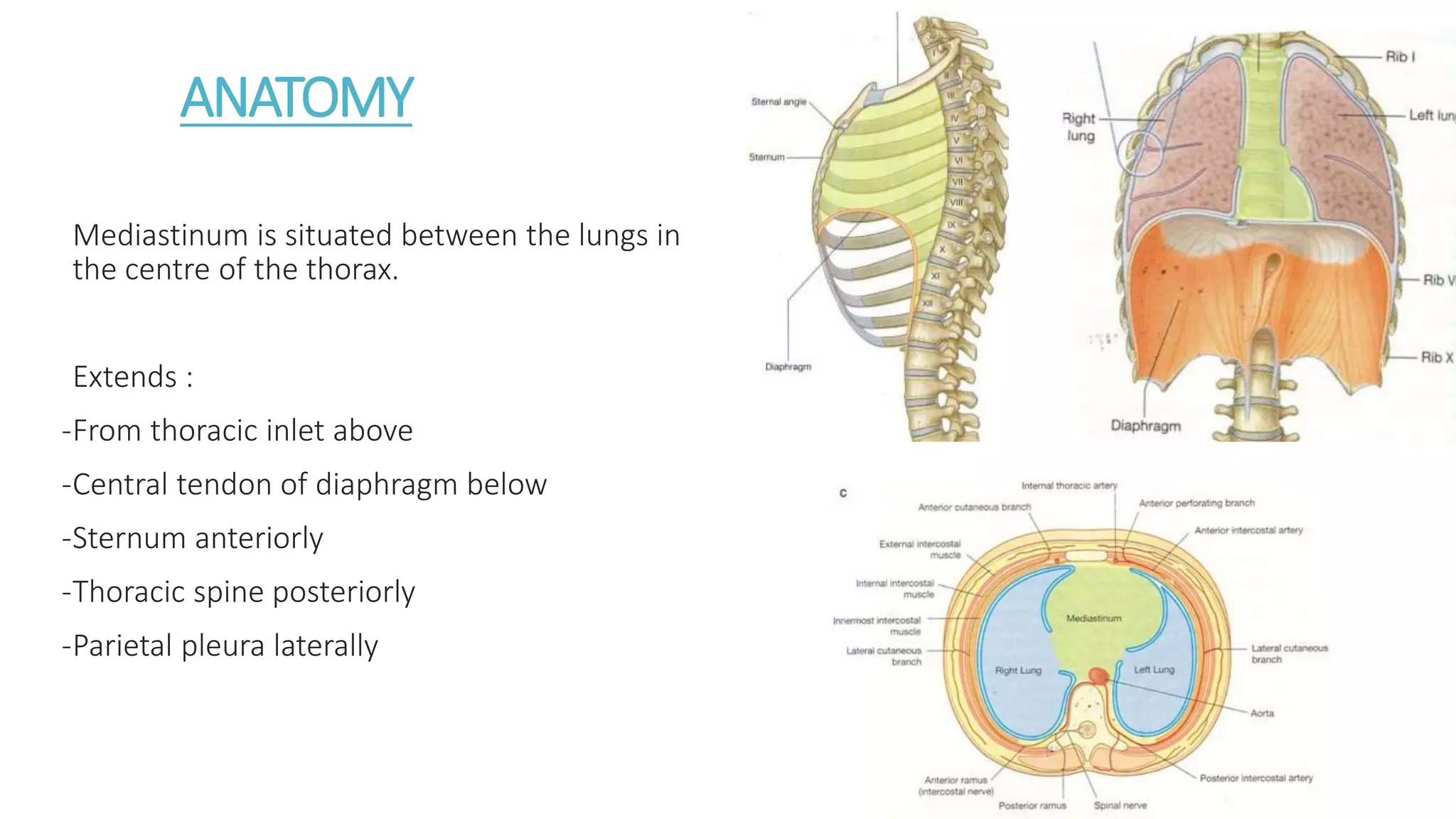 Radioanatomy of mediastinum and approach to mediastinal masses | PPTX