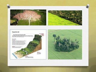 Meio ambiente – as 17 leis ambientais do | PPTX