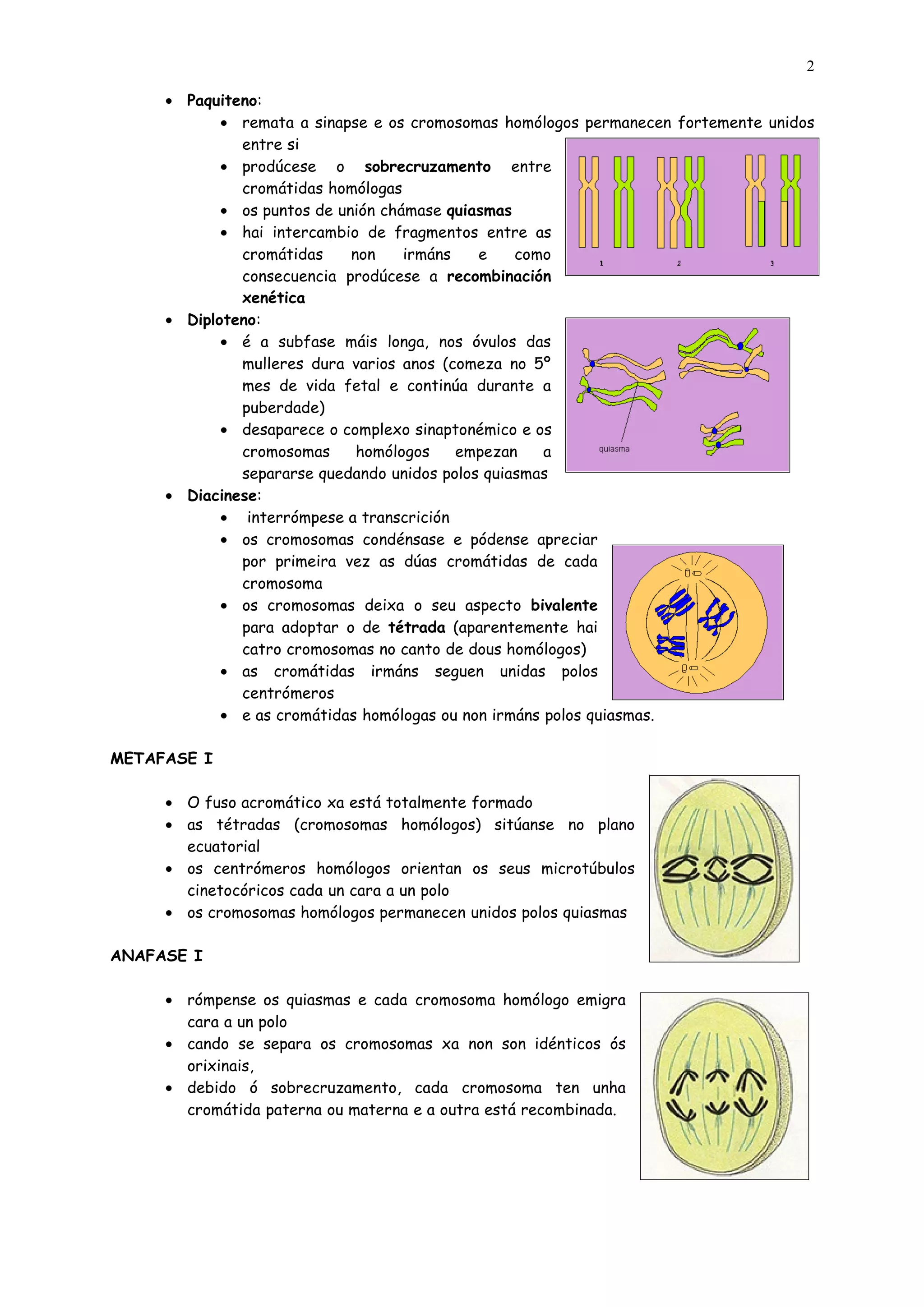 Meiose | PDF