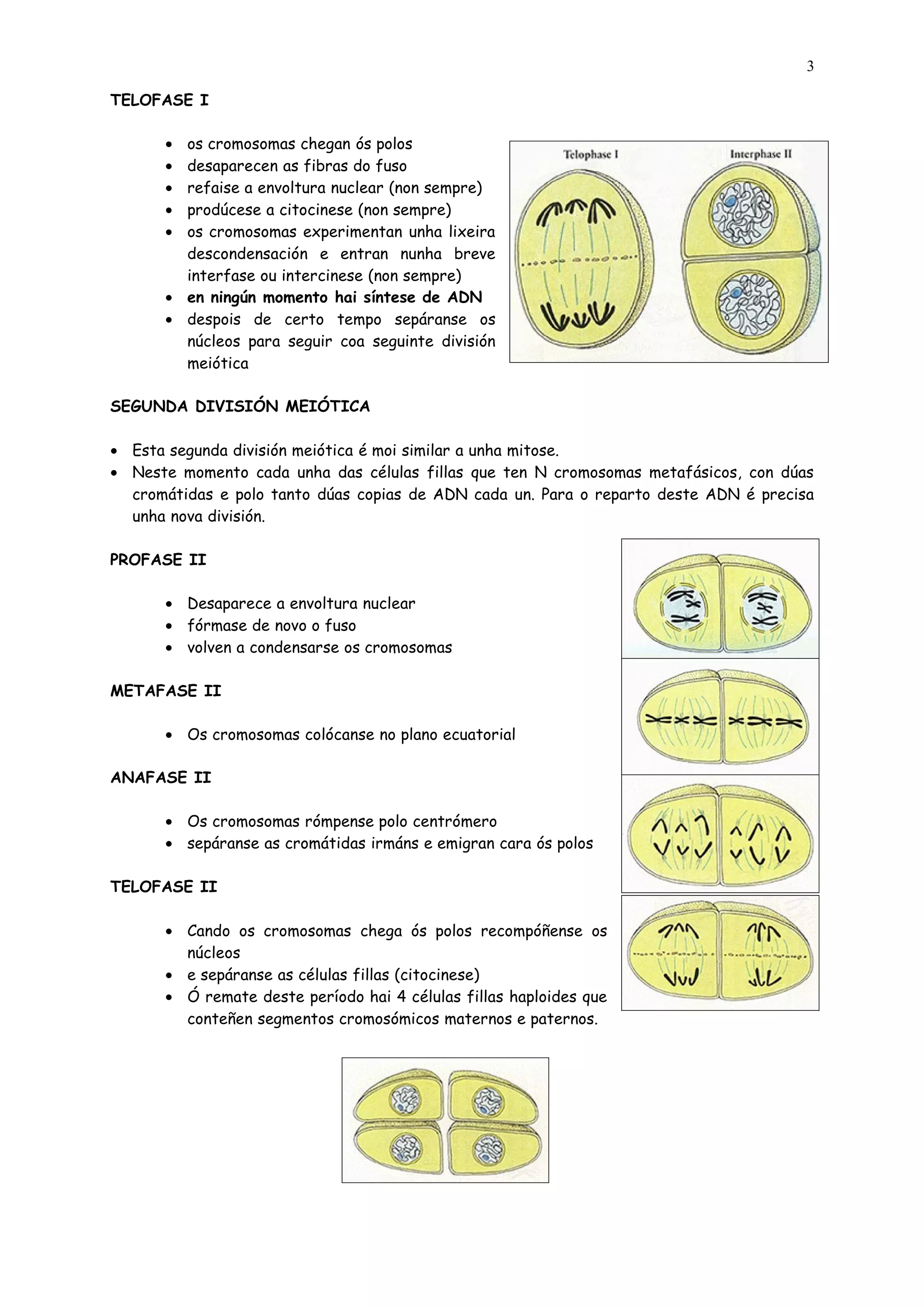Meiose | PDF