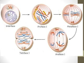 Meiose | PPTX