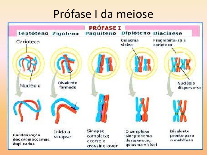 Meiose