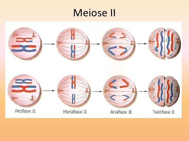Meiose