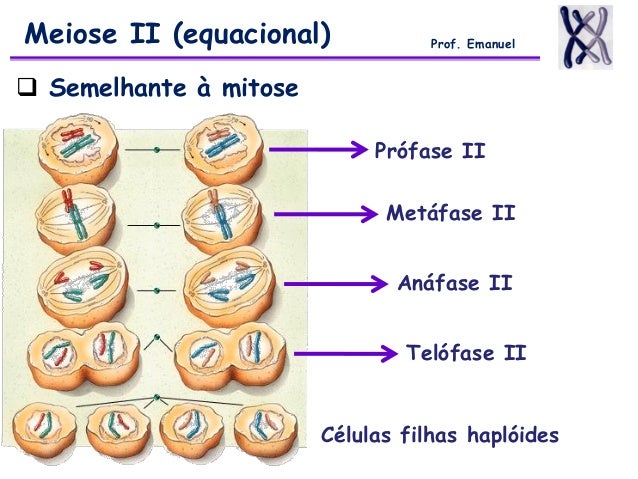 Meiose