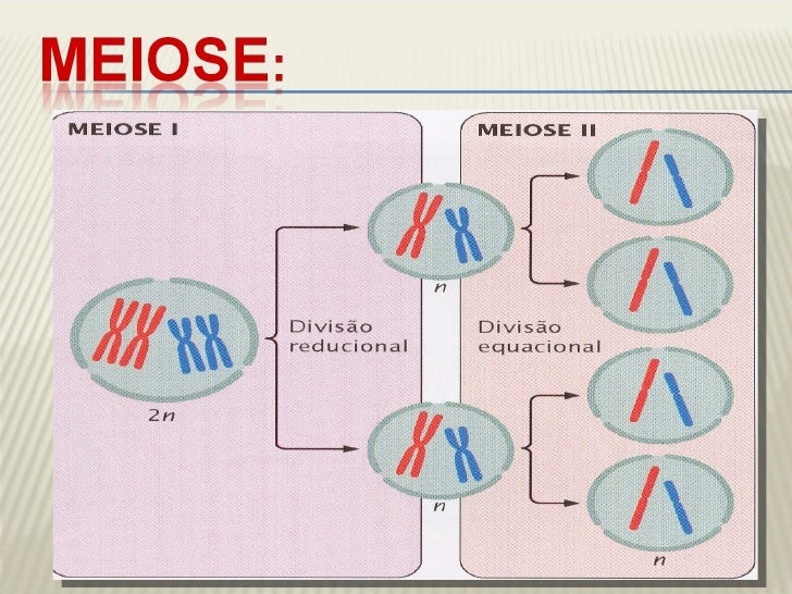 Meiose (1)