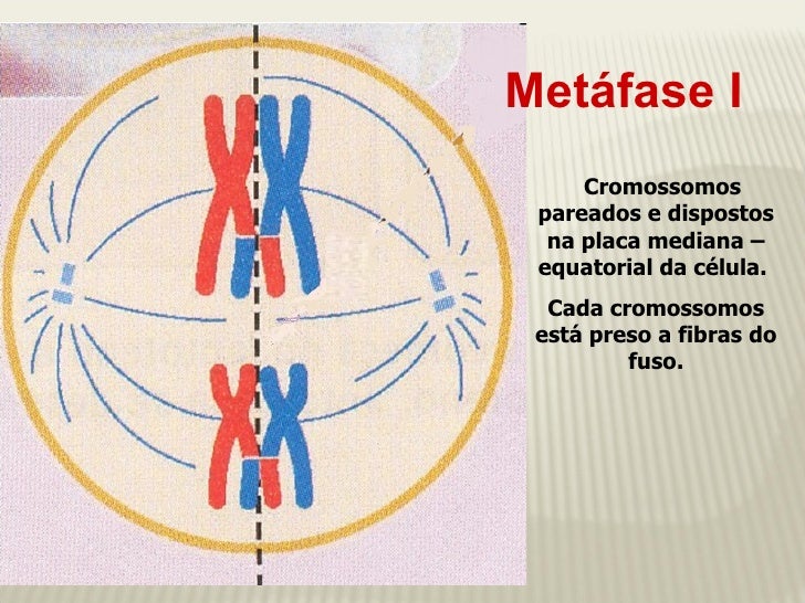 Meiose (1)