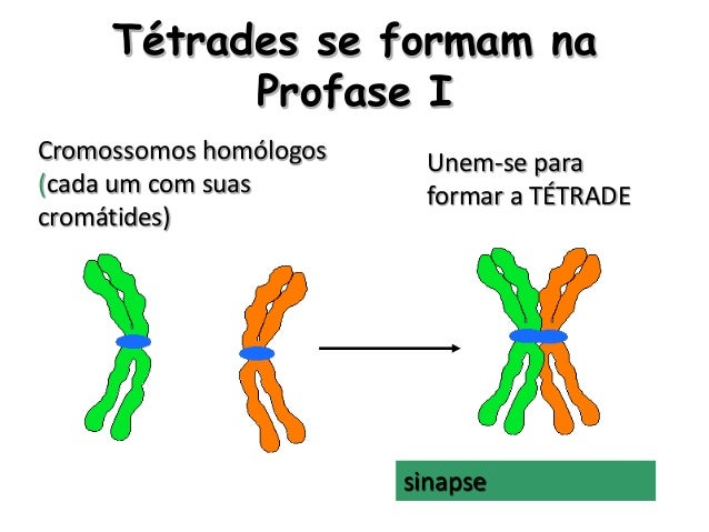 Meiose 2015 capítulo 14