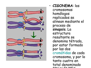 Meiosis | PPT