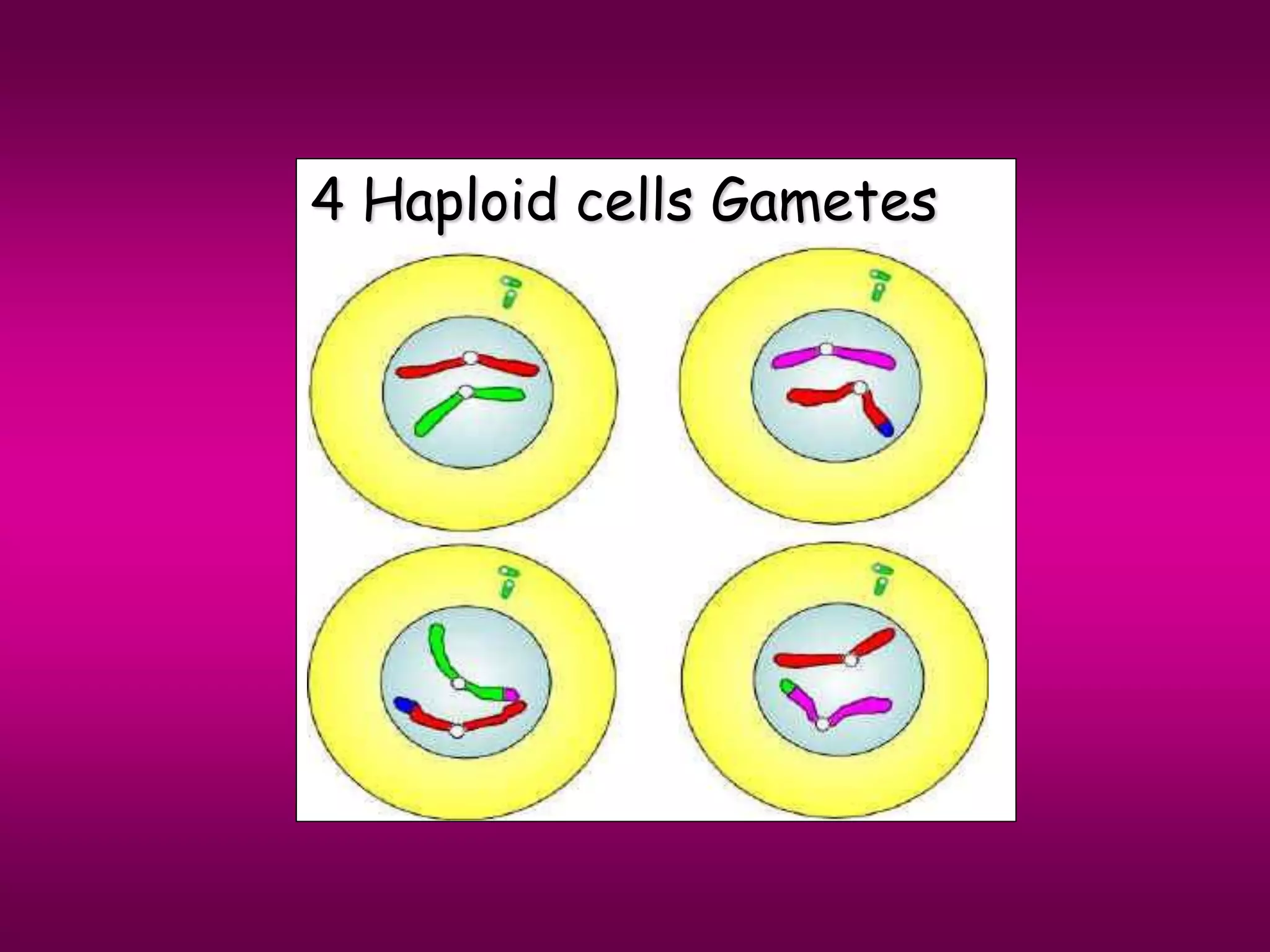 meiosis-1.ppt