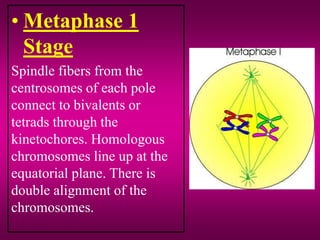 meiosis-1.ppt