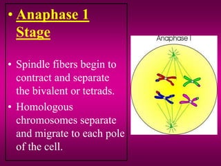 meiosis-1.ppt