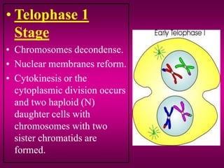 meiosis-1.ppt