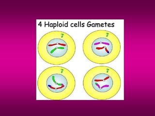 meiosis-1.ppt