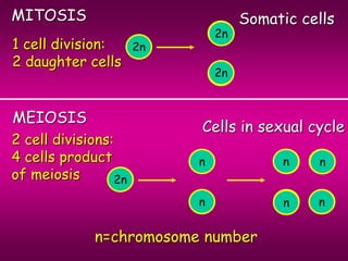 meiosis-1.ppt