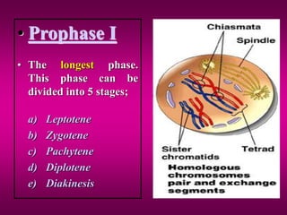 meiosis-1.ppt