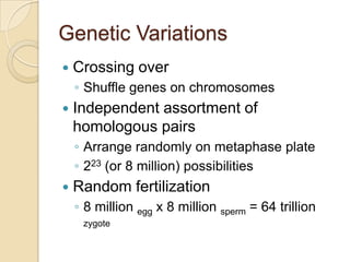Meiosis | PPTX