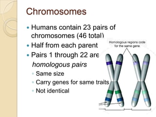 Meiosis | PPTX