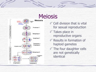 Meiosis | PPT