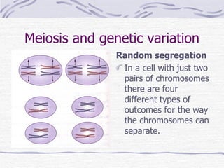 Meiosis | PPT