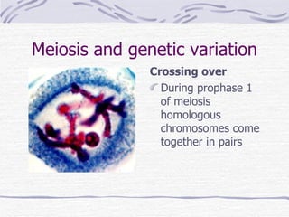 Meiosis | PPT