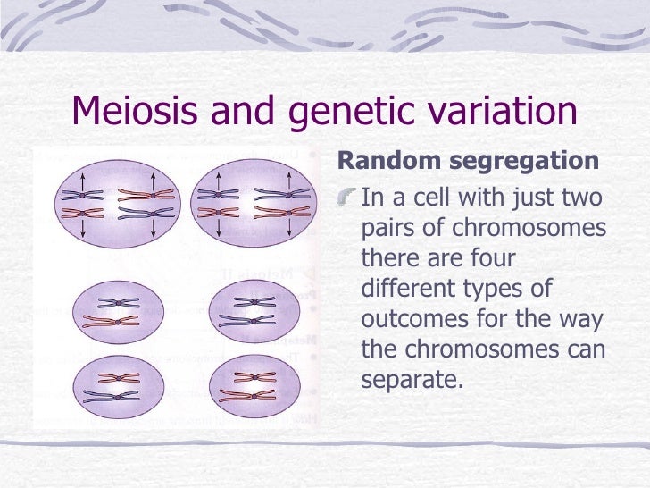 Meiosis