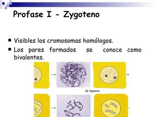 Meiosis | PPT