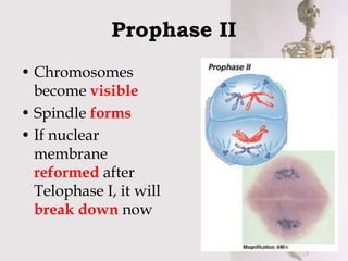 Meiosis Information | PPTX