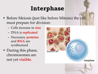 Meiosis Information | PPTX