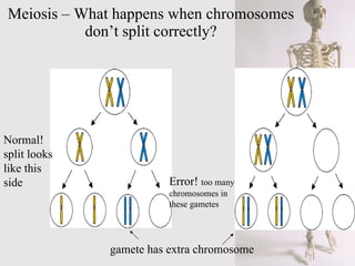 Meiosis | PPT