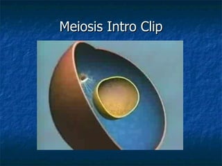 Meiosis | PPT