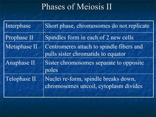 Meiosis | PPT