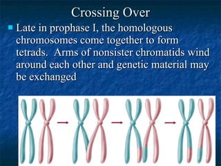 Meiosis | PPT