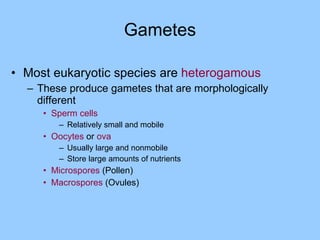 Meiosis Lecture | PPT | Biological Sciences | Science