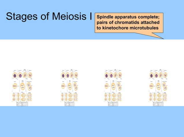Meiosis Lecture | PPT