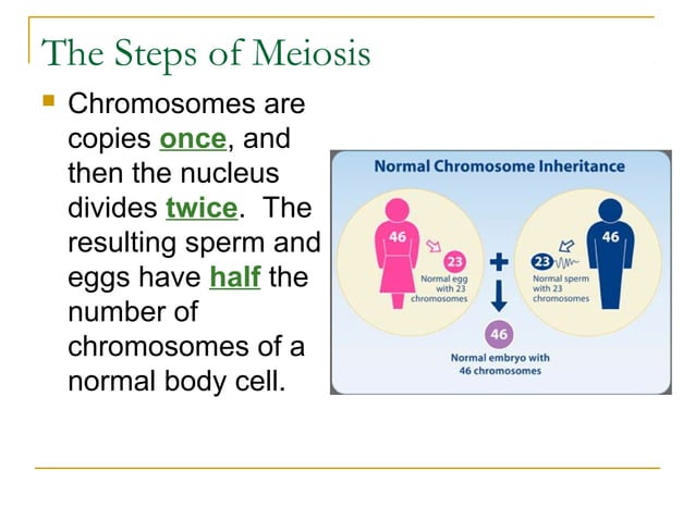 Meiosis | PPT | Infertility | Reproductive Health