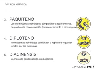 Meiosis | PPTX